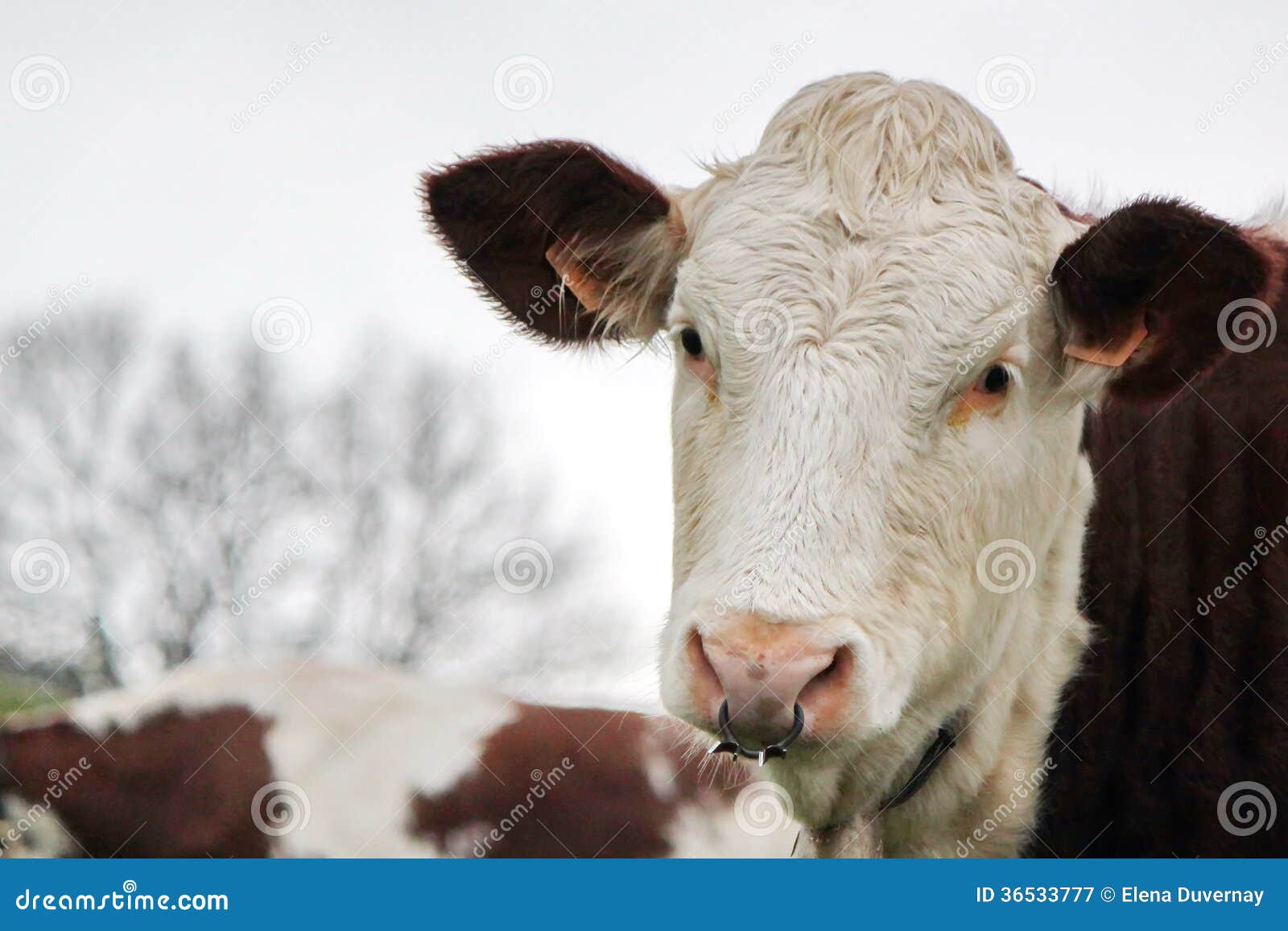 Cow With A Ring In The Nose Stock Image Image Of Dairy Looking 36533777