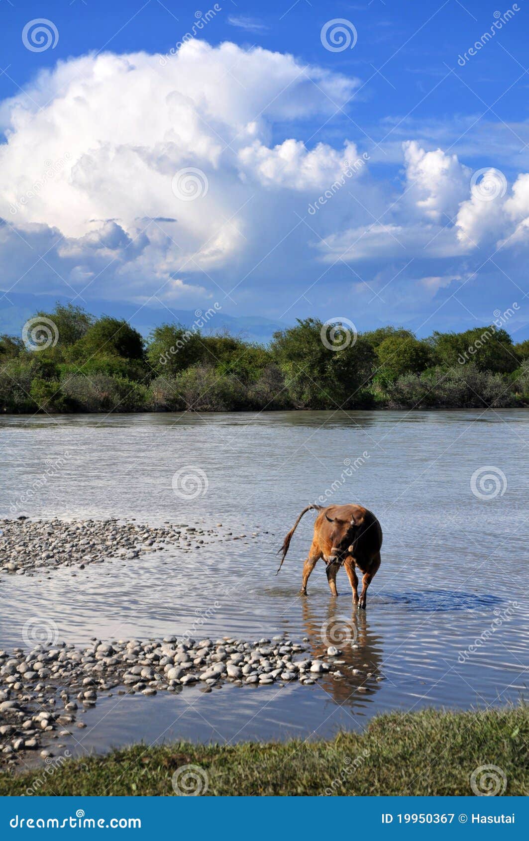 A cow in river stock image. Image of animal, wild, cloud - 19950367