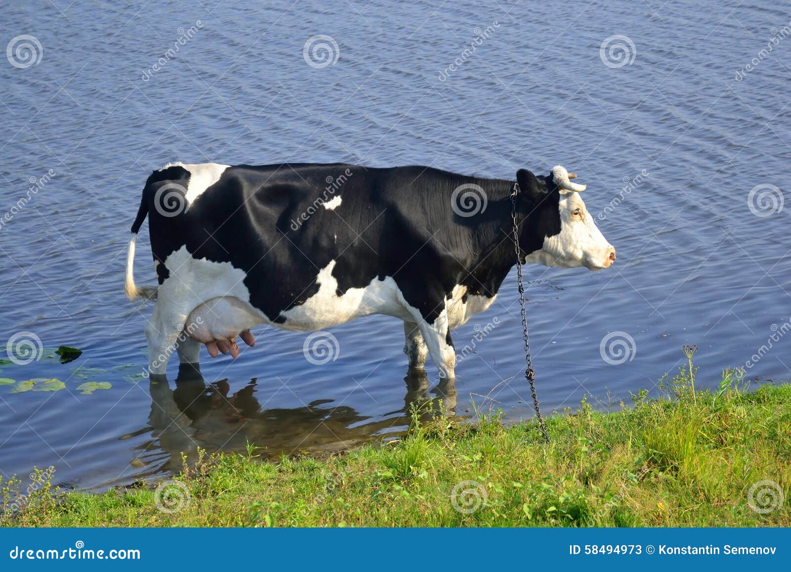 Cow in the river. stock image. Image of river, sunny - 58494973