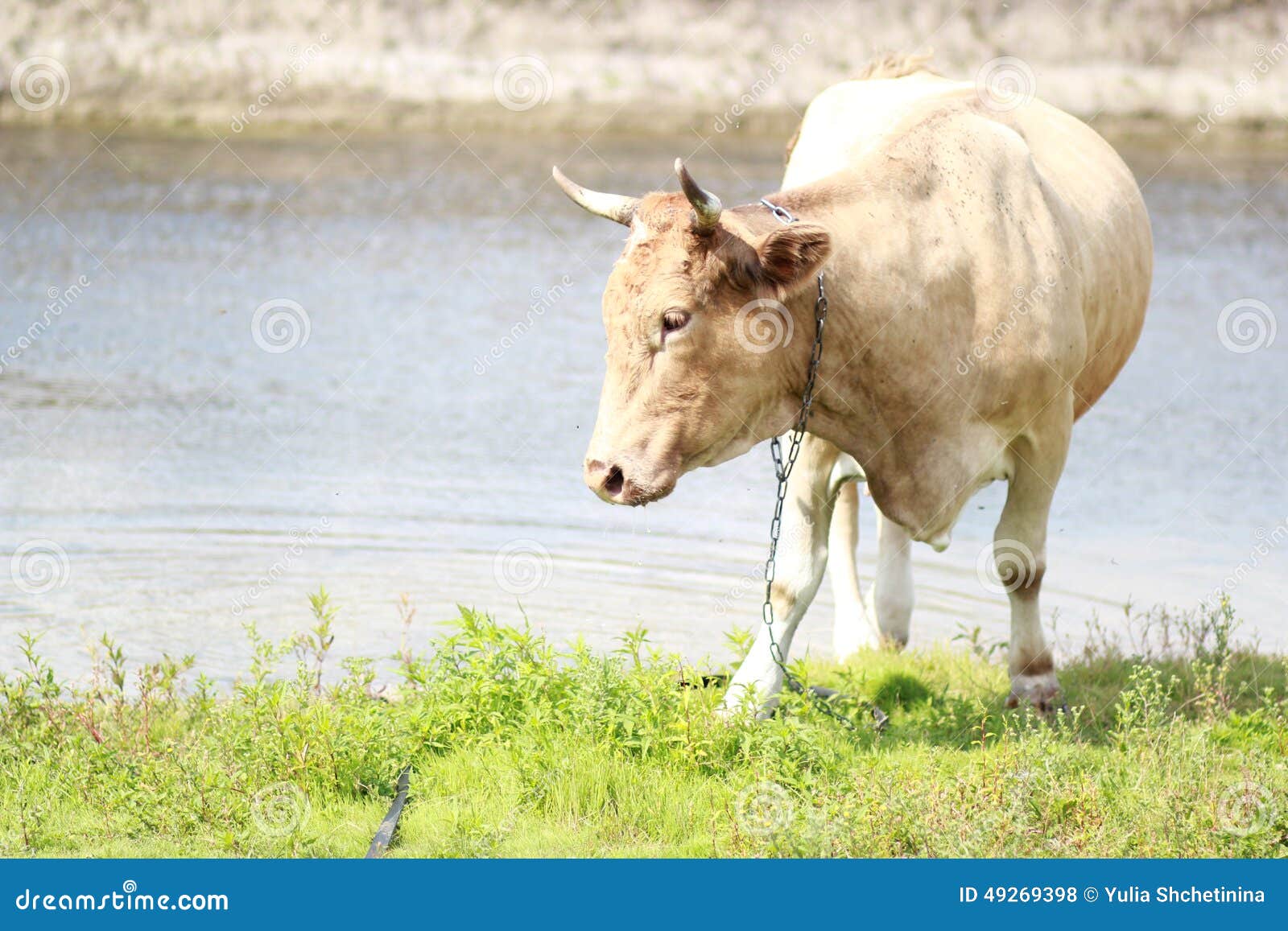 Cow at the river stock photo. Image of rural, collar - 49269398