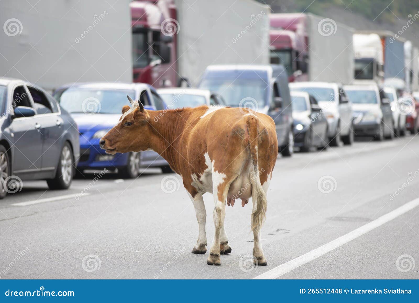 Cow on the Road among the Cars Stock Photo - Image of mountain, country ...