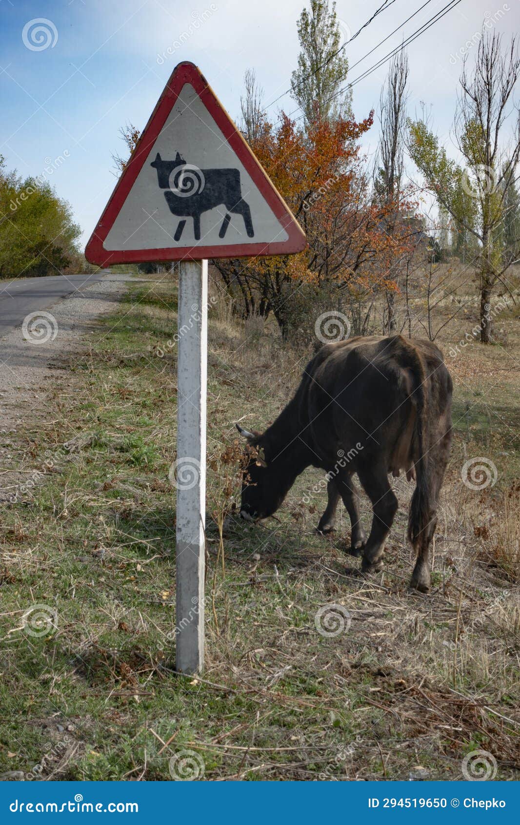 Cow Road Sign Triangle Red and White Near Cattle Stock Photo - Image of ...