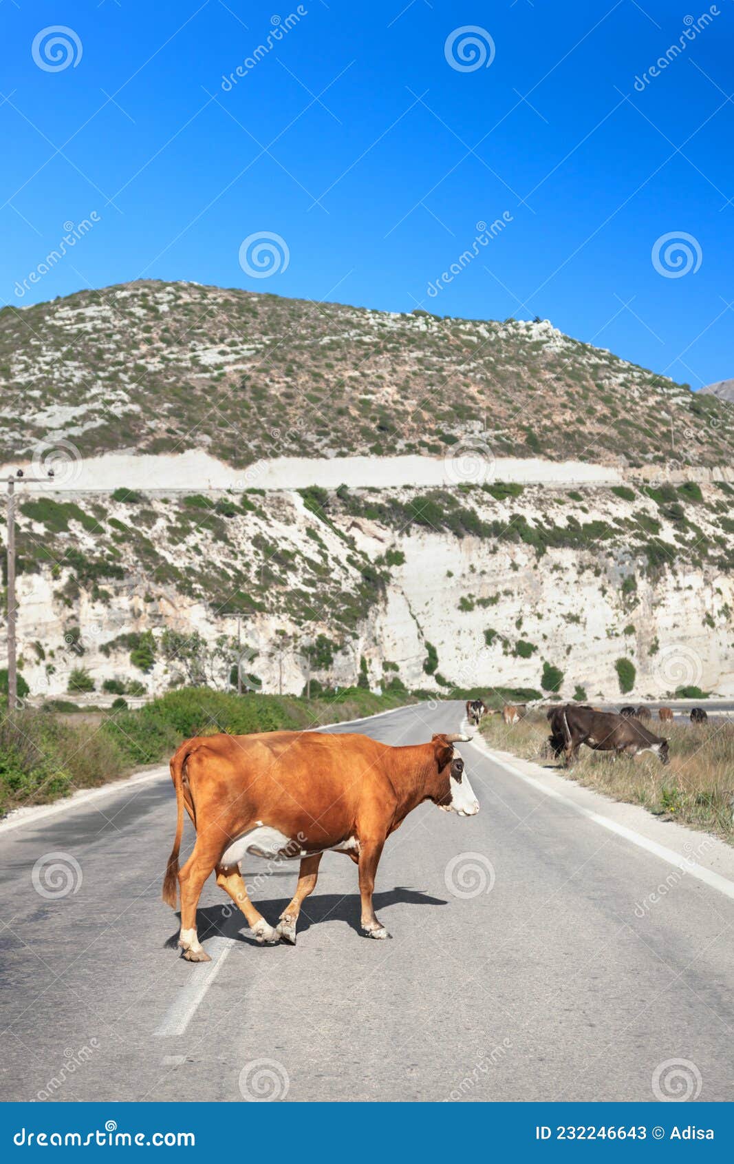 Cow on the road stock image. Image of paved, scenic - 232246643