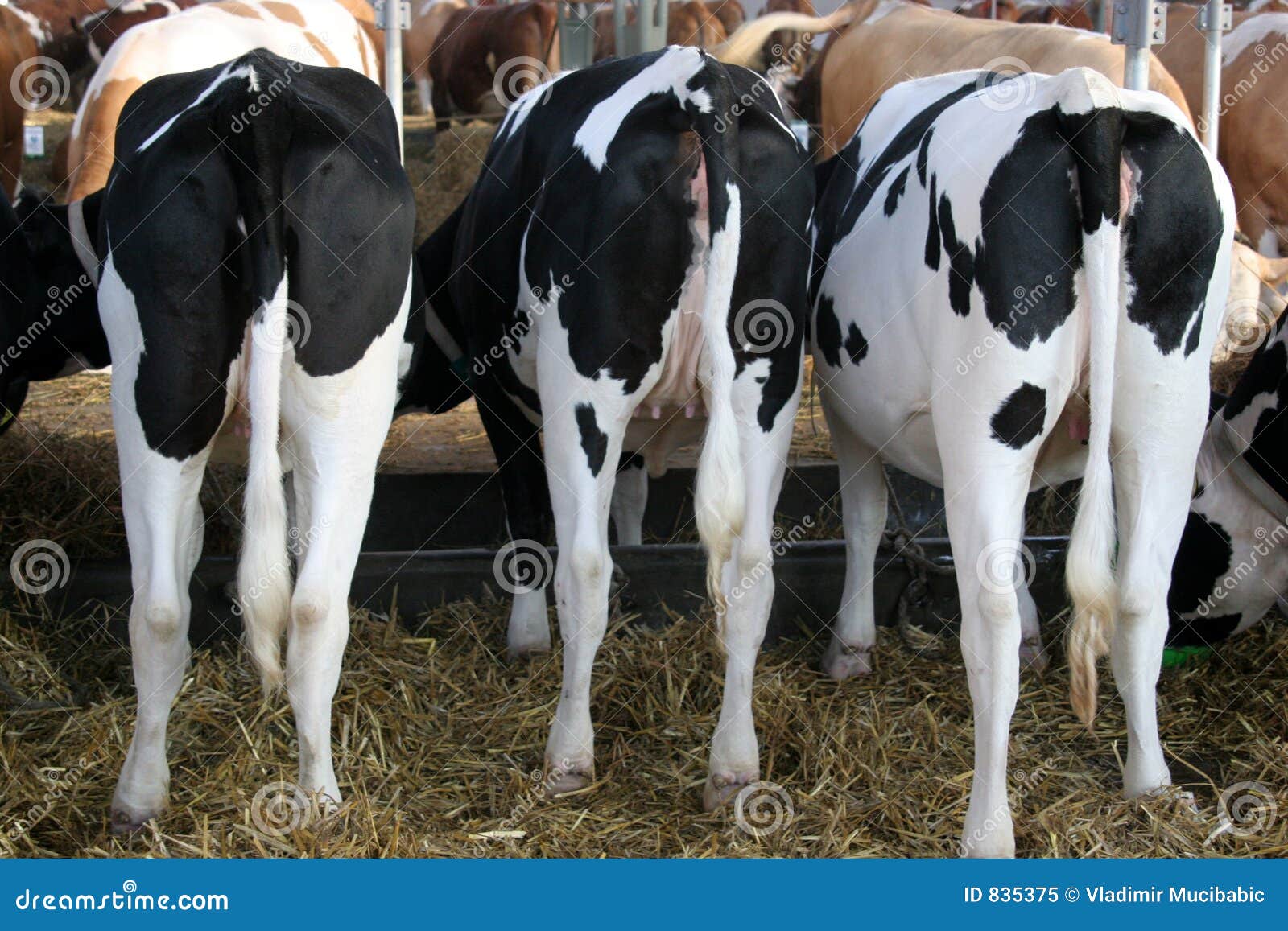 Cow rump stock image. Image of black, white, tail, collective - 835375