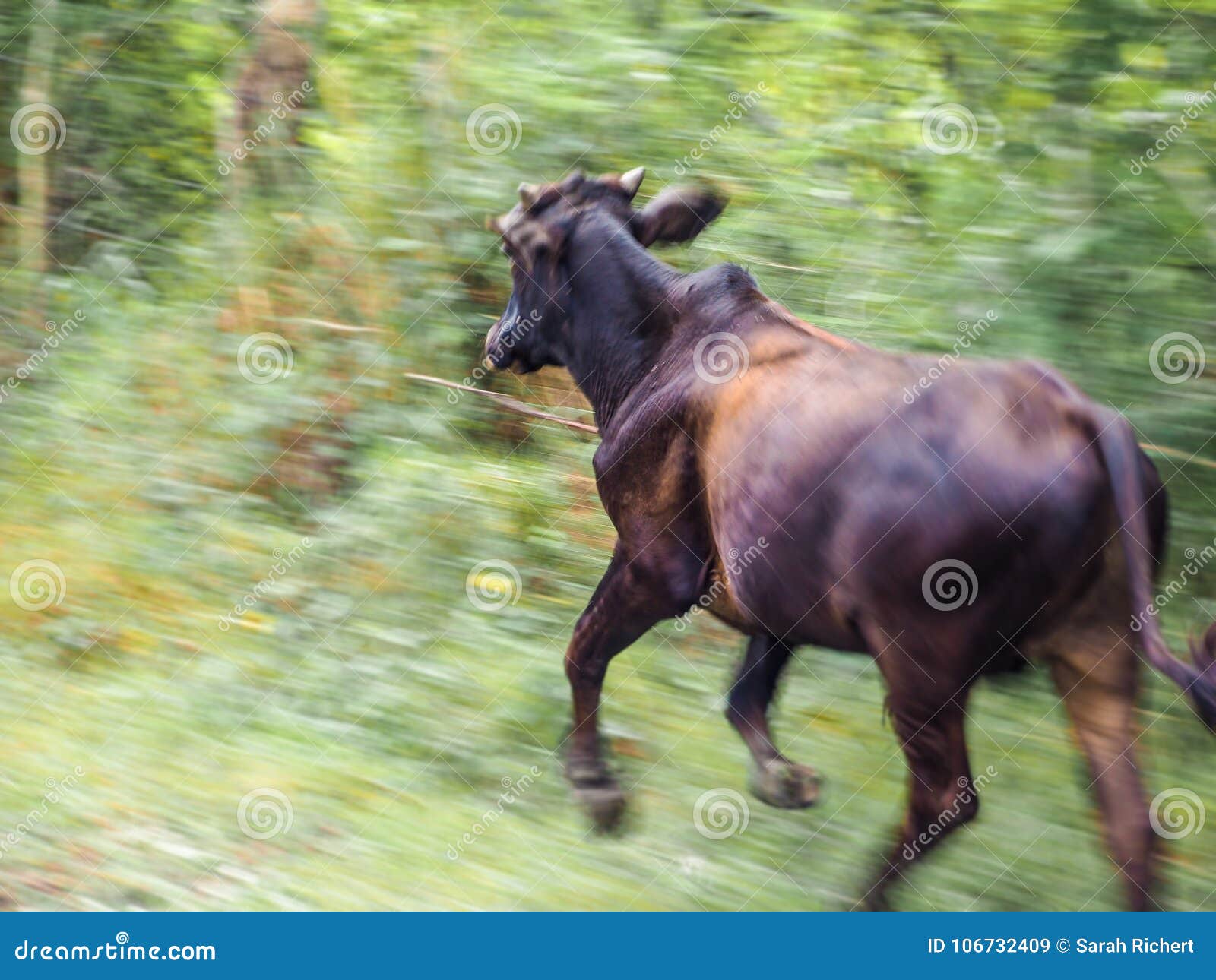 A running cow stock image. Image of agriculture, milk - 106732409