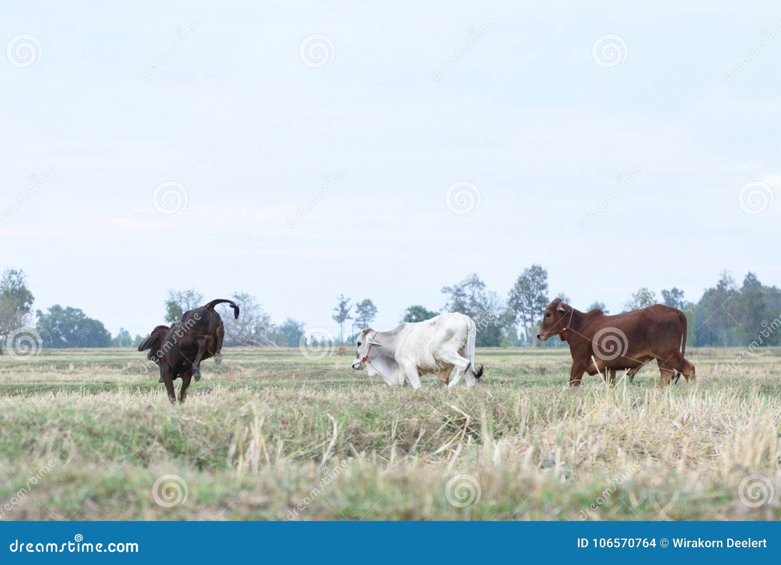 The Cow is Running Wildly in a Beautiful Field Stock Photo - Image of ...