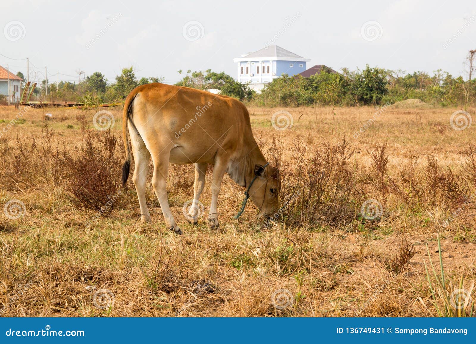 Cow in rural stock image. Image of domestic, calf, cattle - 136749431