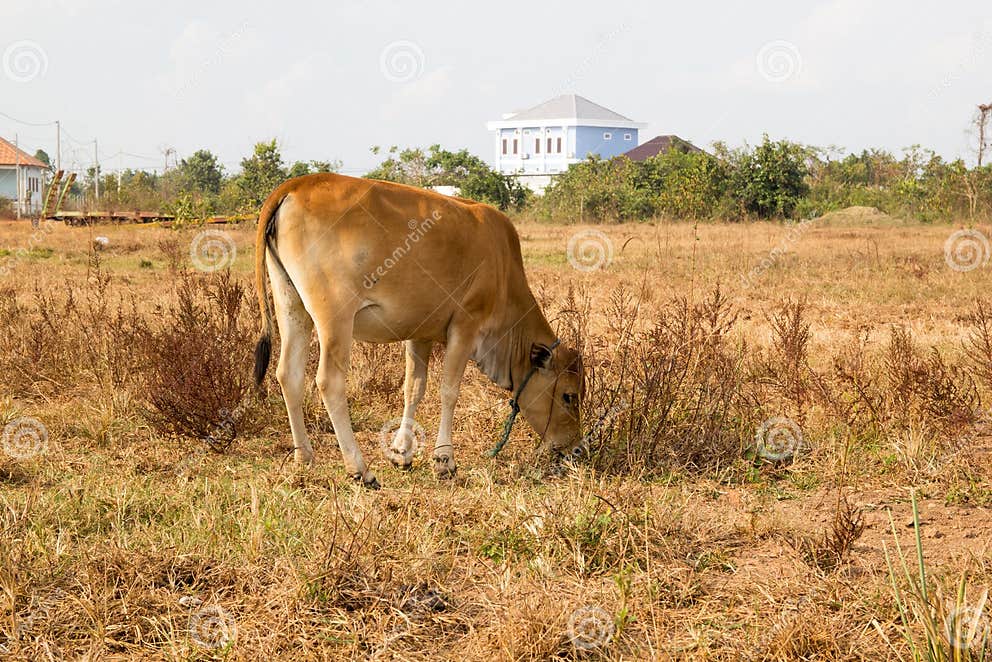 Cow in rural stock image. Image of domestic, calf, cattle - 136749431