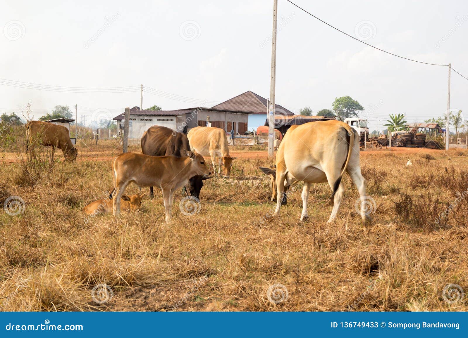 Cow in rural stock image. Image of cows, bull, field - 136749433