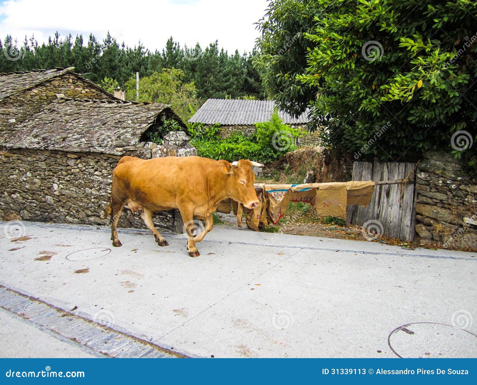 Cow in rural area stock image. Image of walking, outdoor - 31339113
