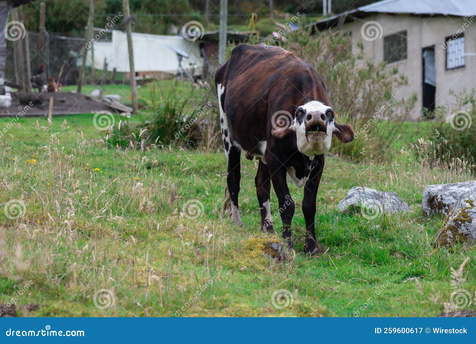 Cow in the rural village stock image. Image of animal - 259600617