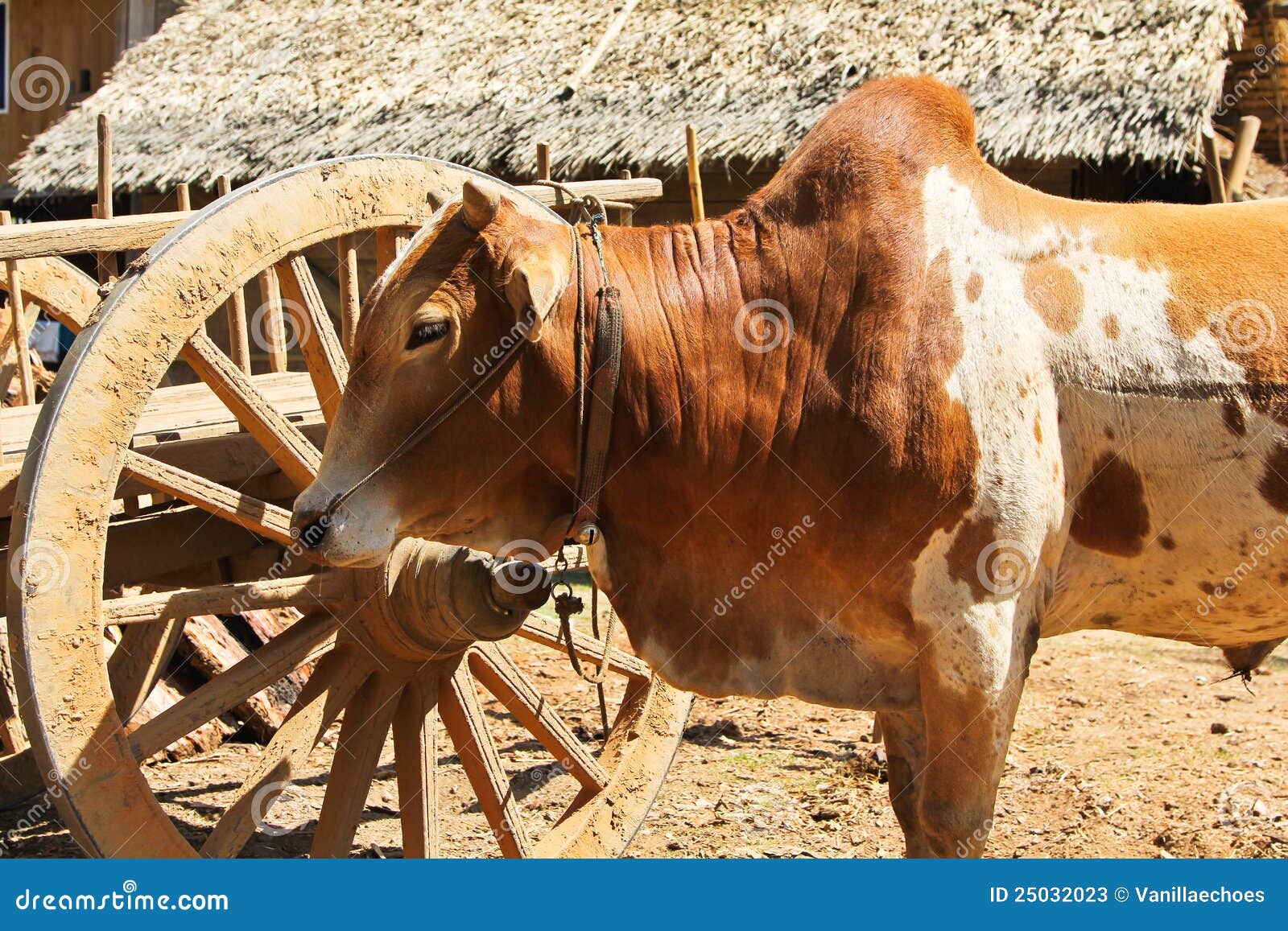Cow in Rural Village,Myanmar Stock Image - Image of local, house: 25032023