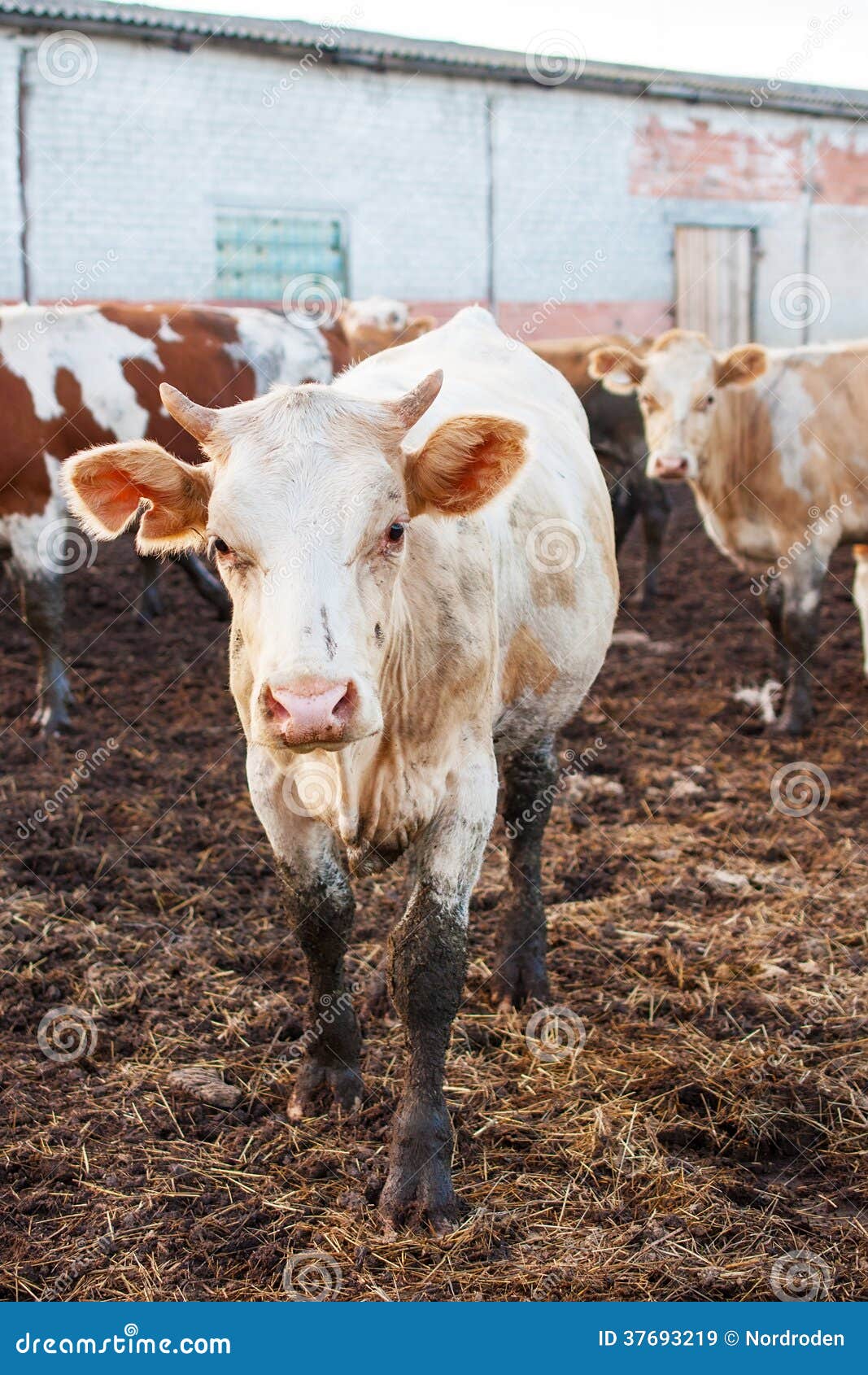 Cow on Russian farm. stock image. Image of calf, mammal - 37693219