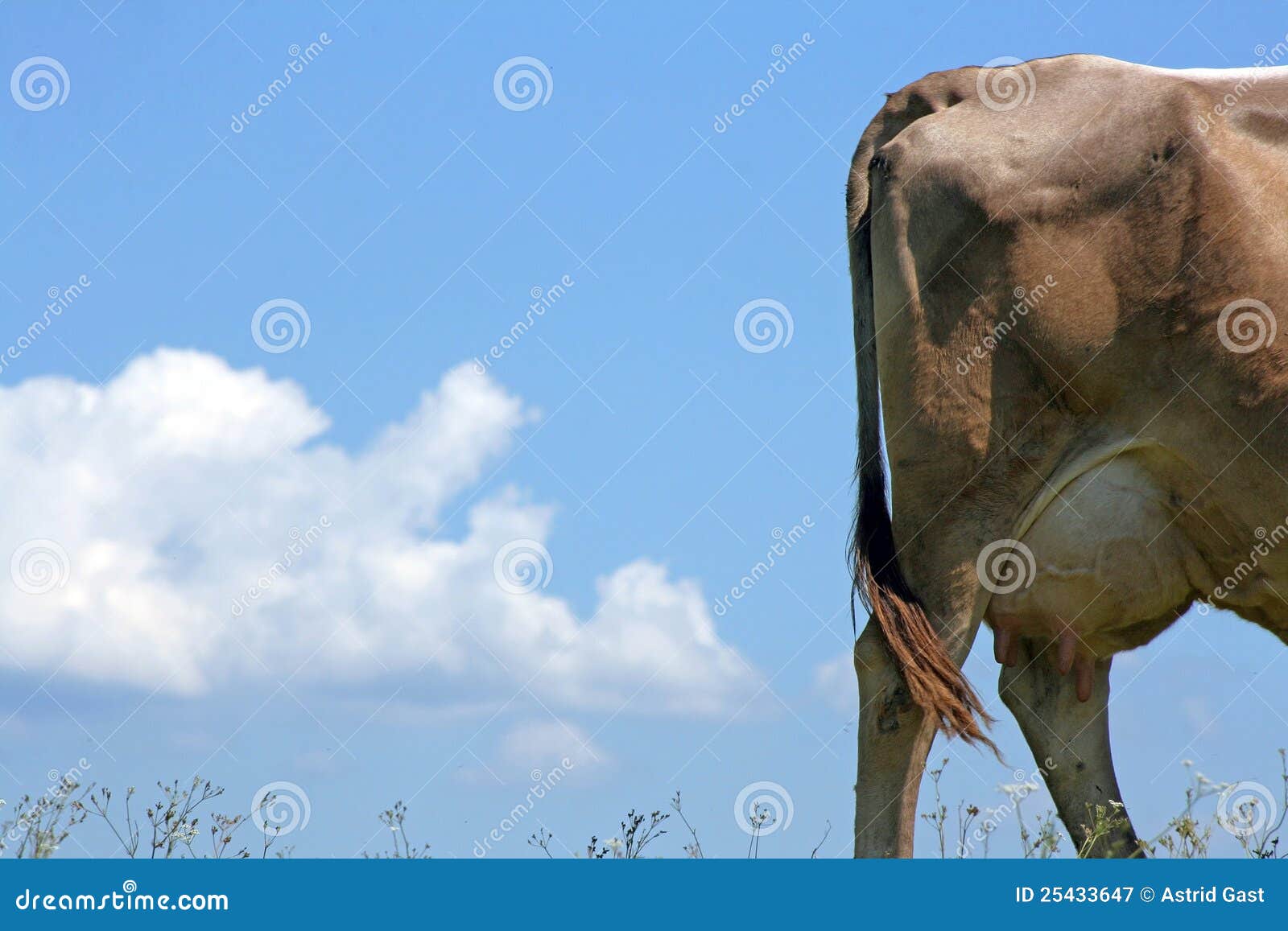 The cow s bottom stock image. Image of alps, enjoy, country - 25433647