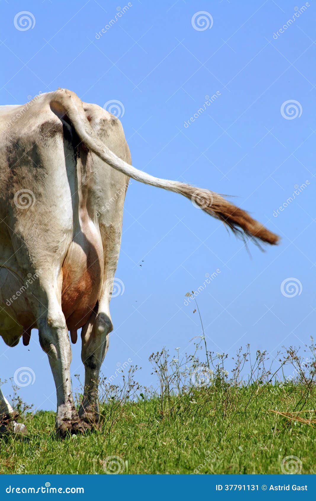 The cow s bottom stock image. Image of health, milk, field - 37791131