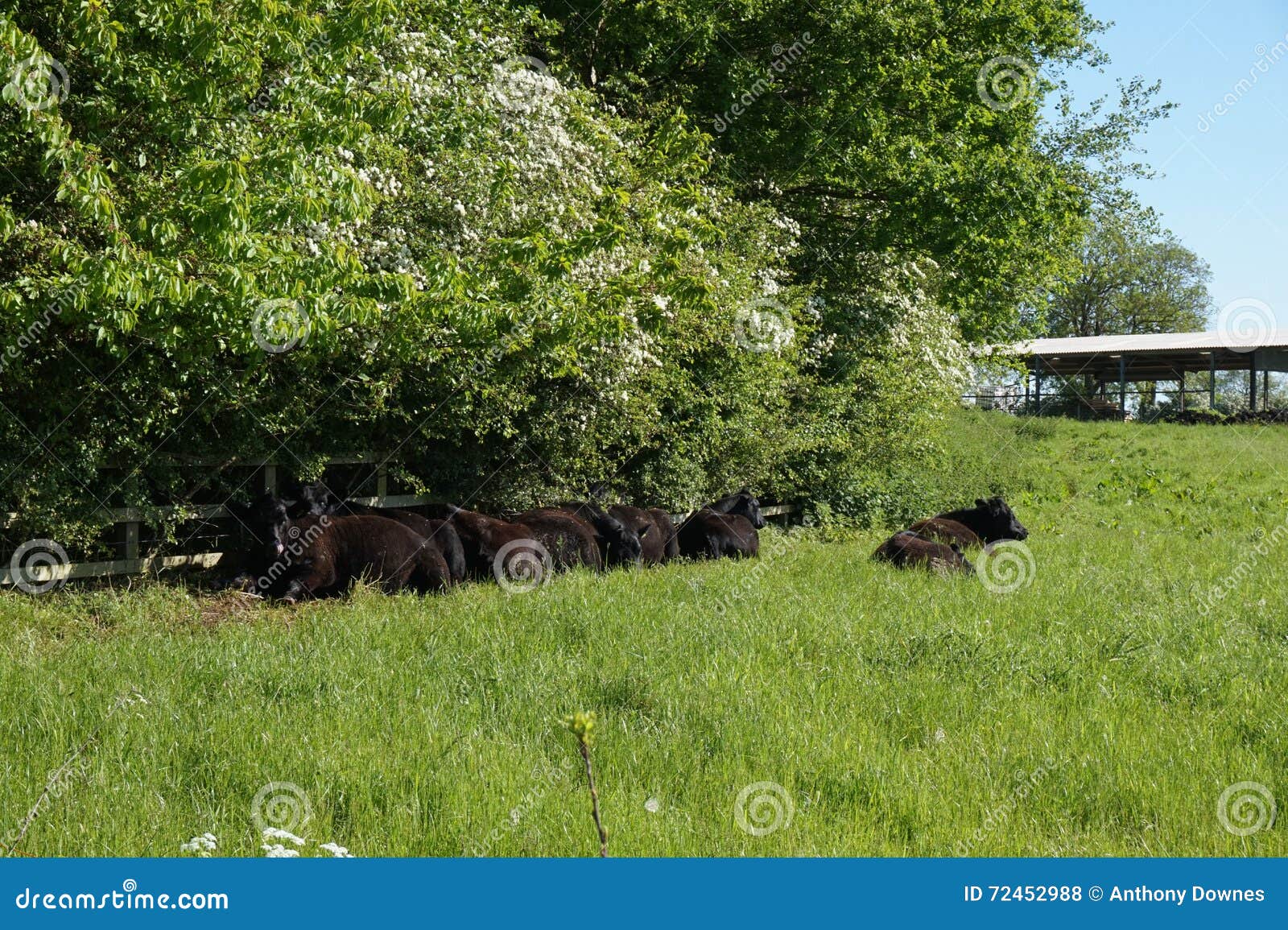 Cow s chillin in the sun stock photo. Image of basking - 72452988