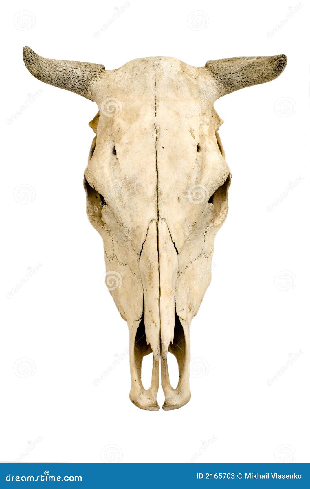 Cow's Cranium Stock Photos - Image: 2165703