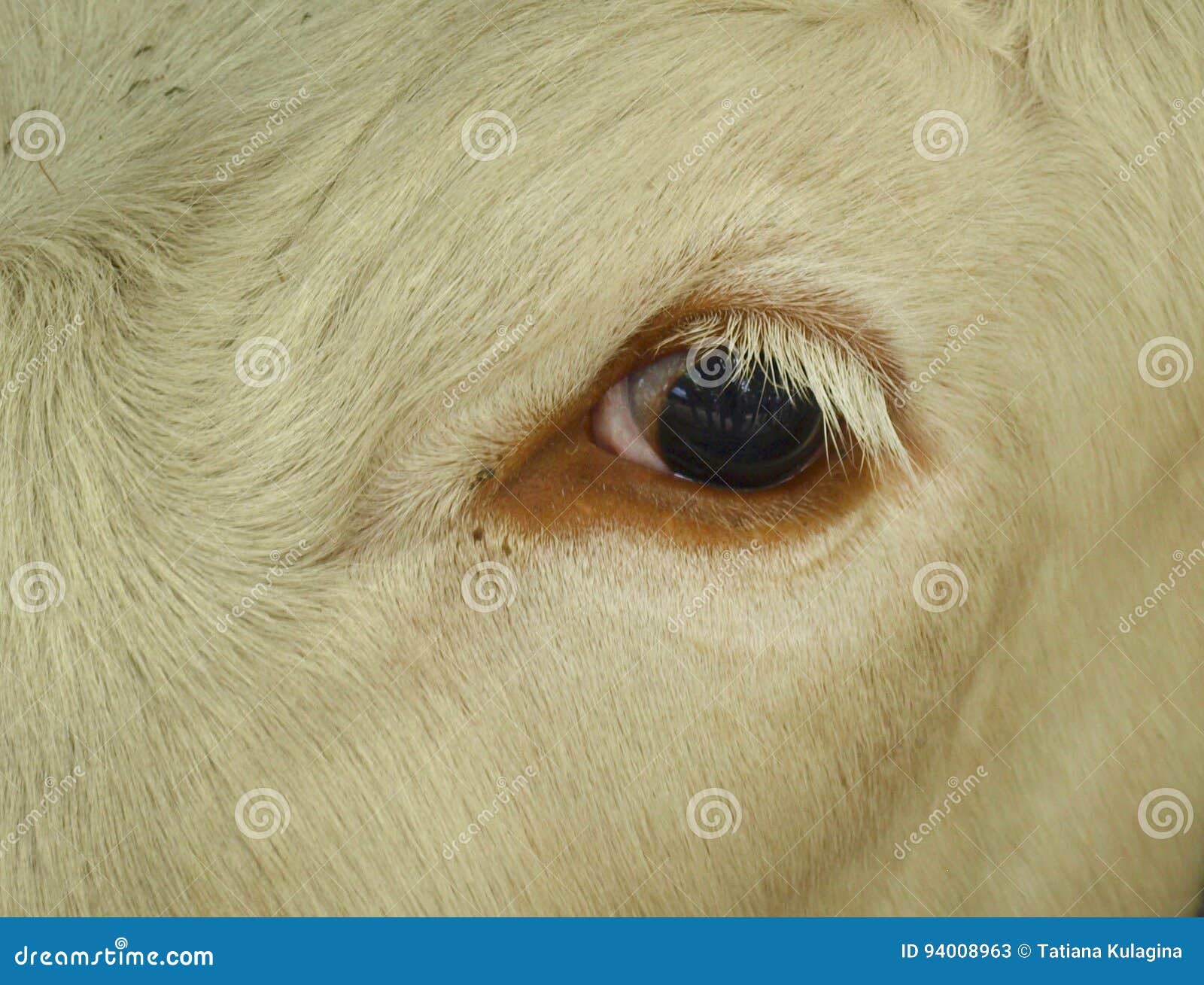 Cow`s eye stock image. Image of colour, grass, clear - 94008963