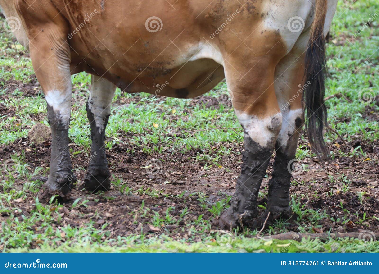 Cow s feet on the pasture stock image. Image of horse - 315774261
