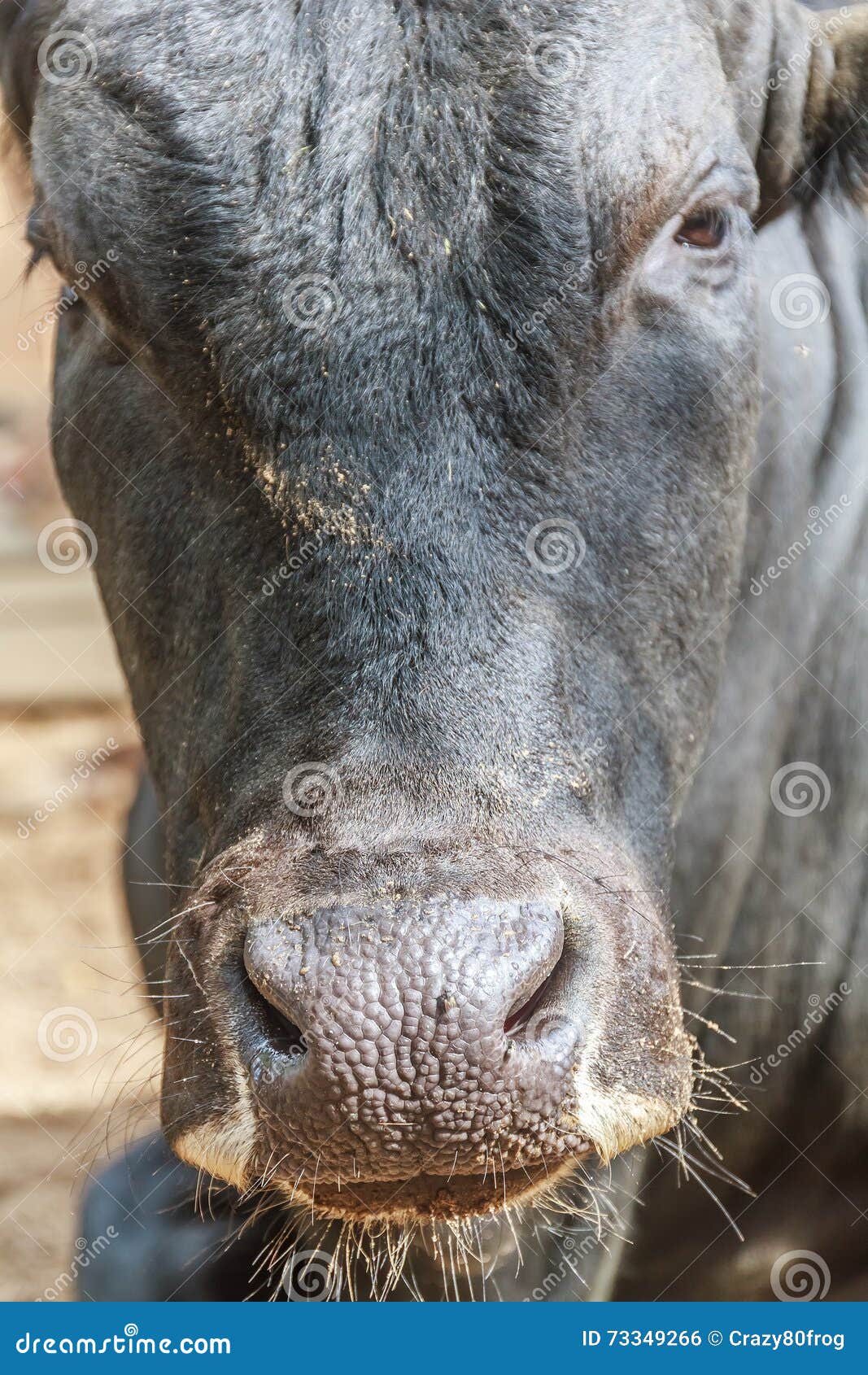 Cow s head stock photo. Image of funny, dairy, mammal - 73349266