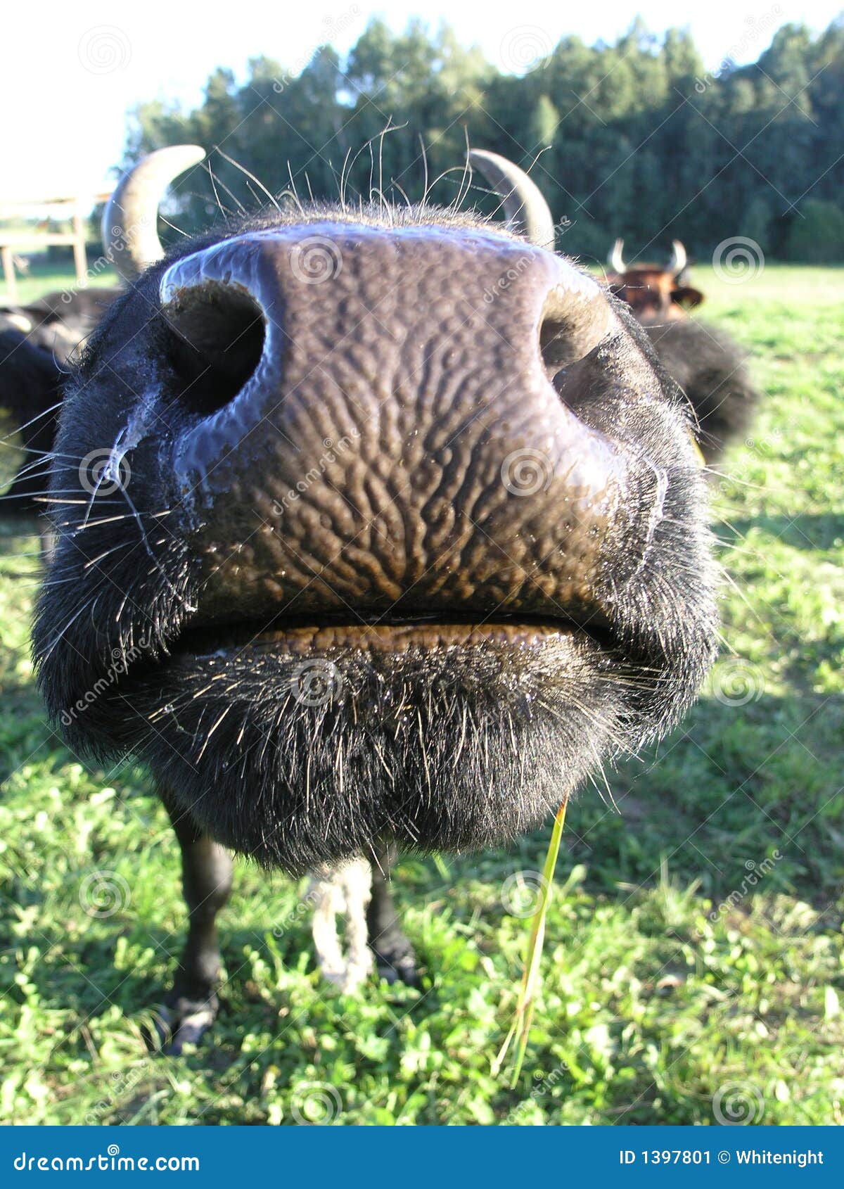 Cow s kiss stock image. Image of farming, nostril, mouth - 1397801