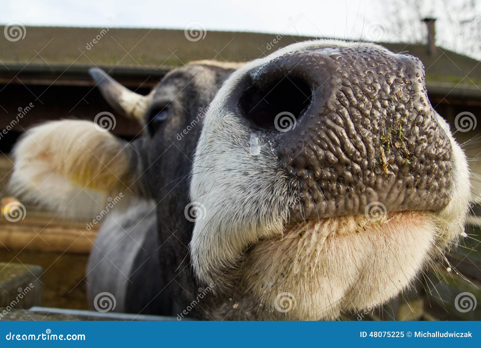 The Cow S Mouth Close-up on the Farm Stock Image - Image of farm ...