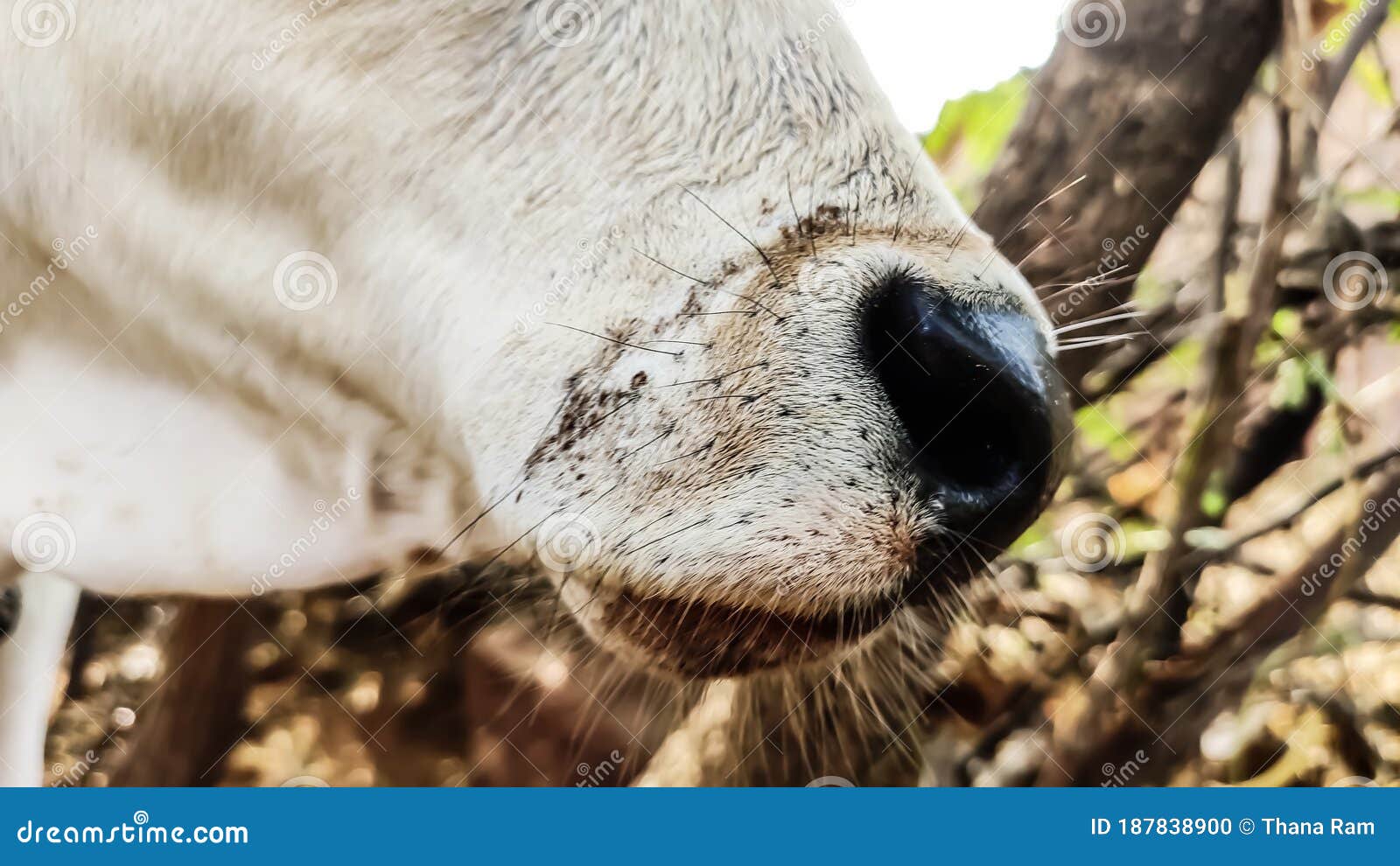 Close Up Mouth and Nose of Cow Stock Photo - Image of wildlife, brown ...