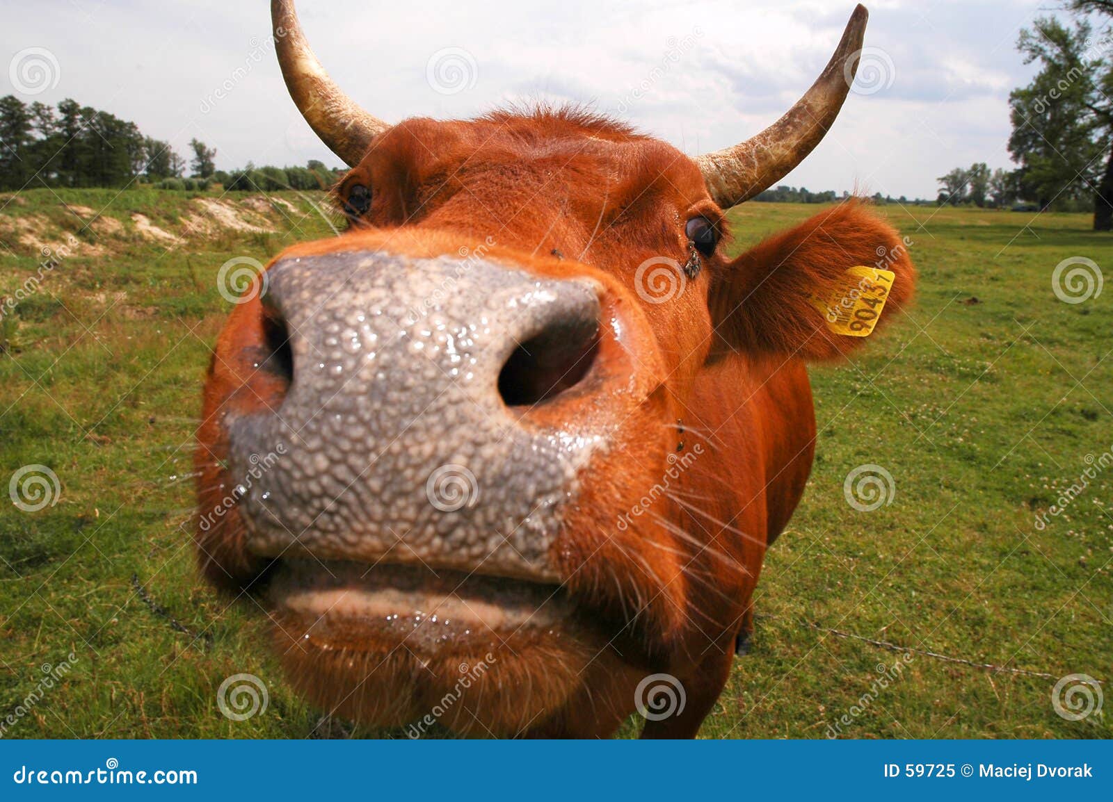 Cow s nose stock image. Image of brown, field, humorous - 59725