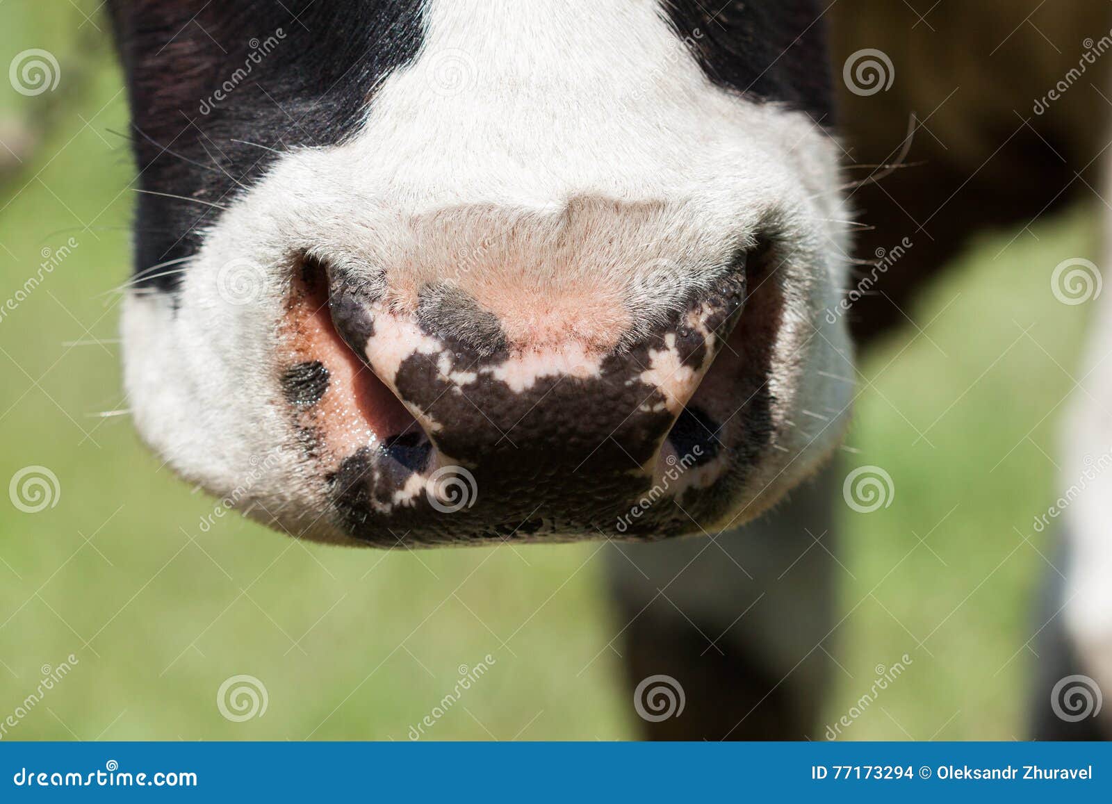A cow nose stock photo. Image of nose, ranch, animal - 77173294