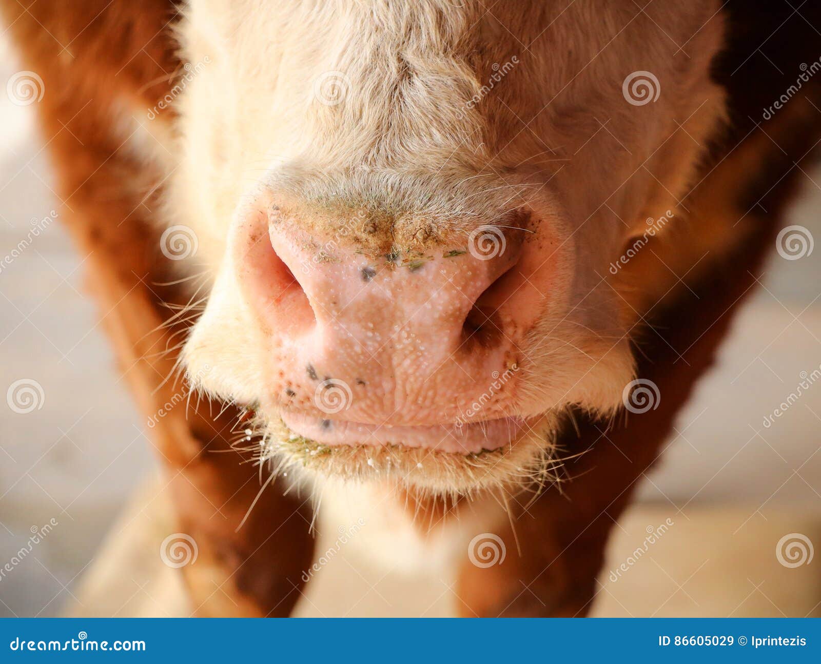 Cow`s Nose Close-up stock image. Image of drops, blur - 86605029