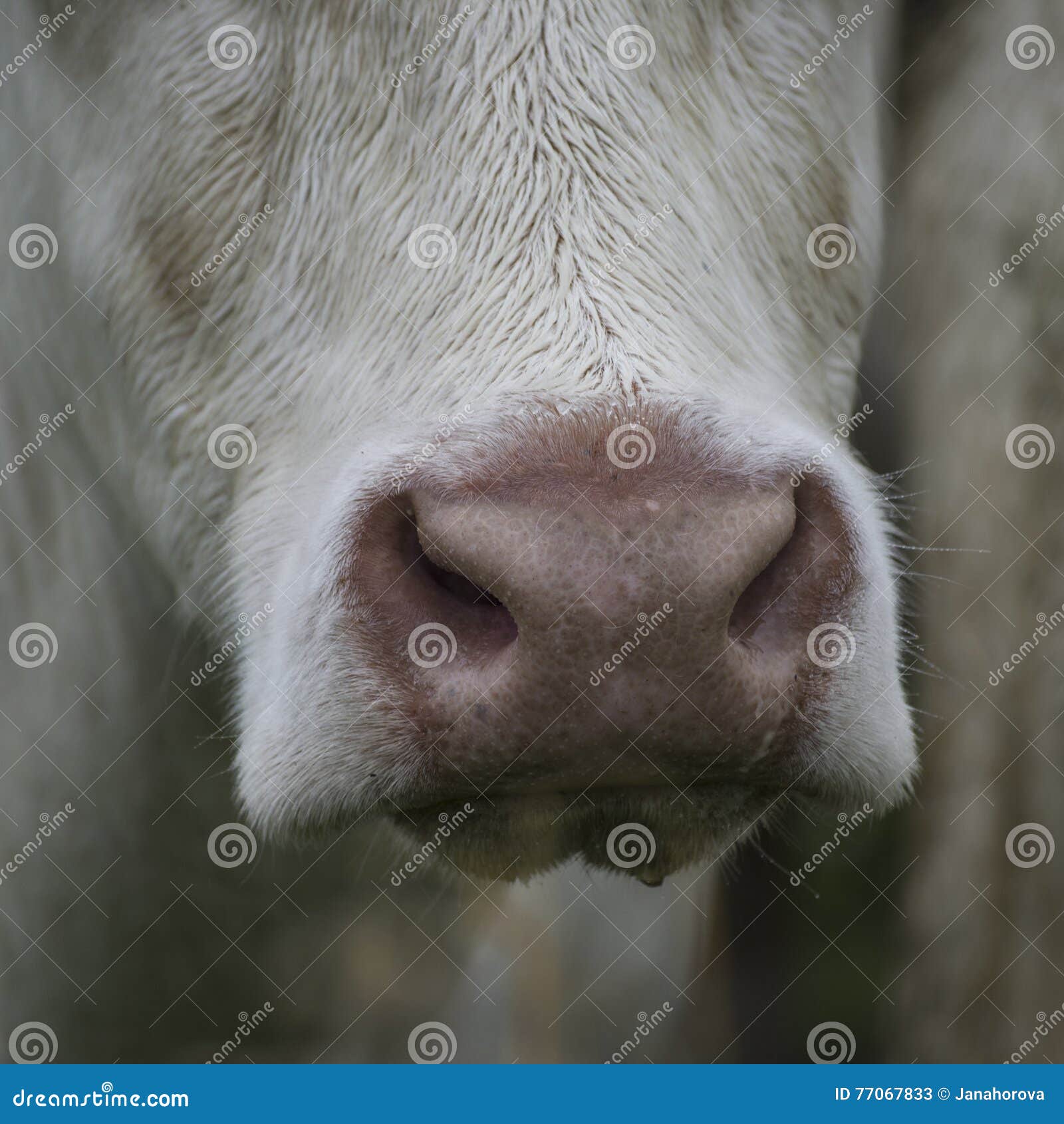 Cows nose stock image. Image of format, cattle, dairy - 77067833