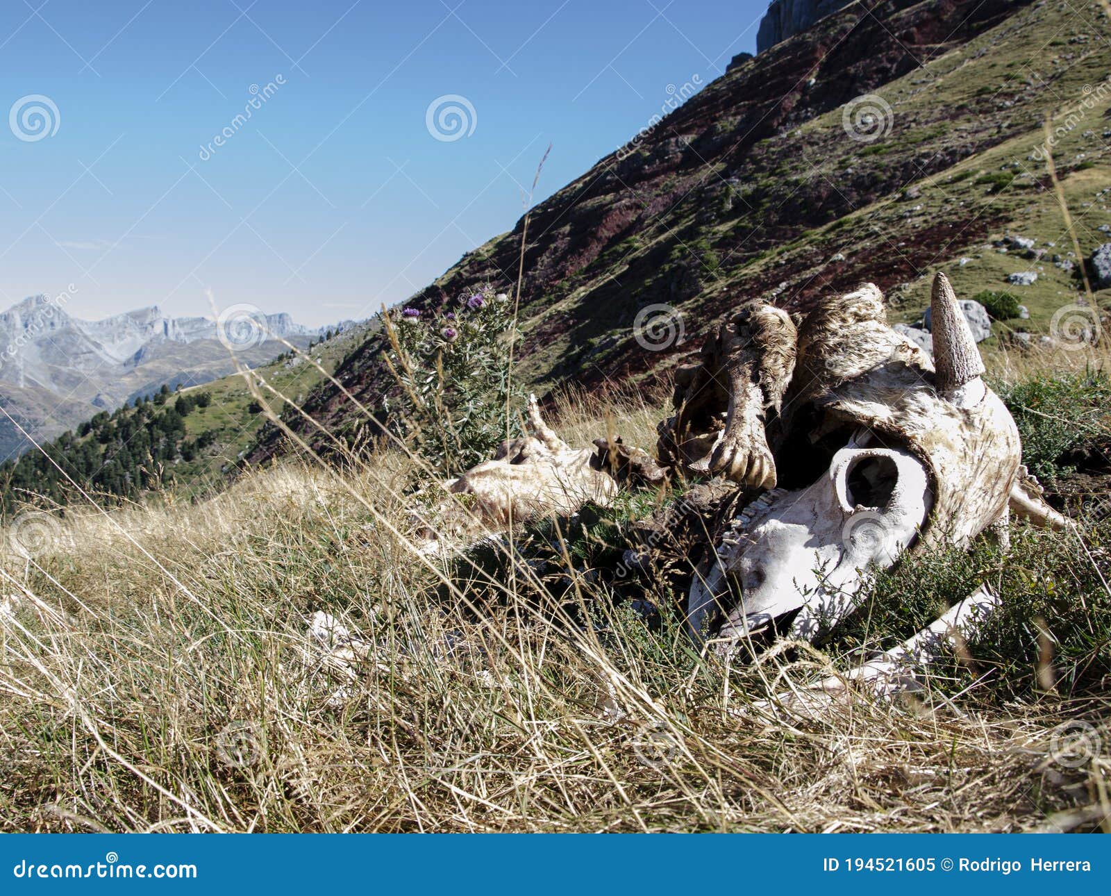 Cow`s Skull in the Process of Decomposition Stock Image - Image of ...