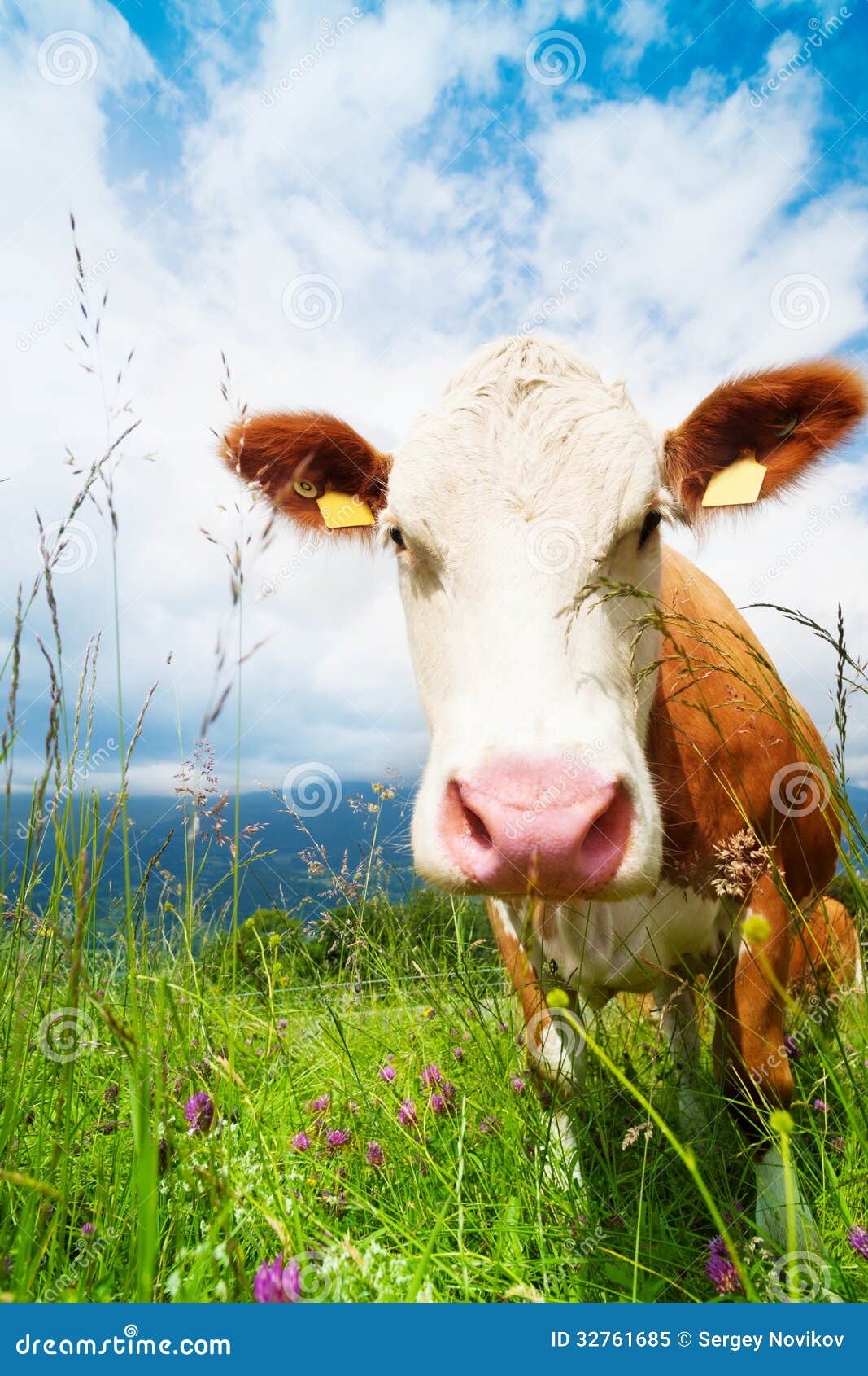 Cow s snout stock image. Image of green, grazing, cloud - 32761685