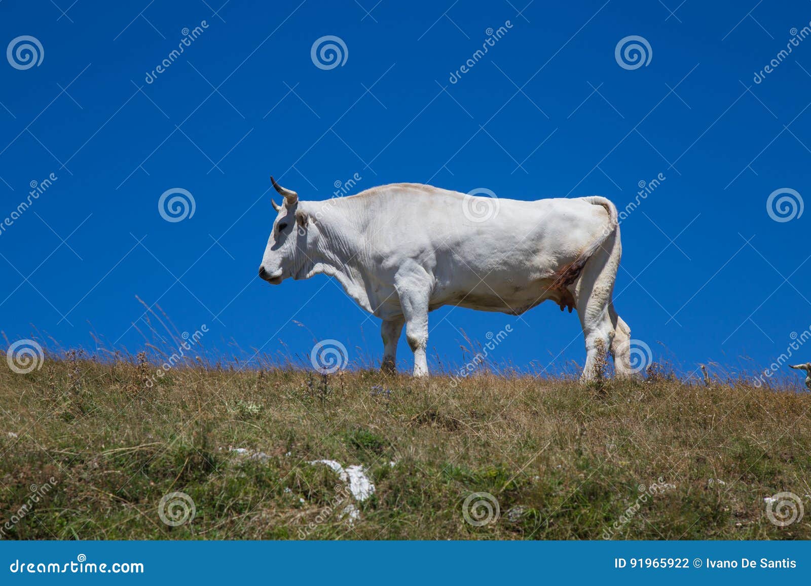 Cow stock photo. Image of cattle, agriculture, farmland - 91965922