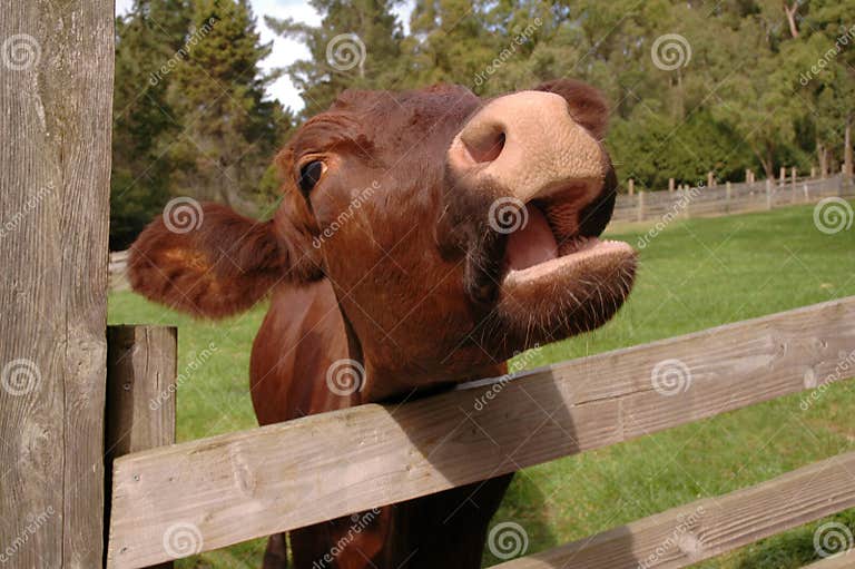Cow saying moo stock image. Image of lips, livestock - 15104405