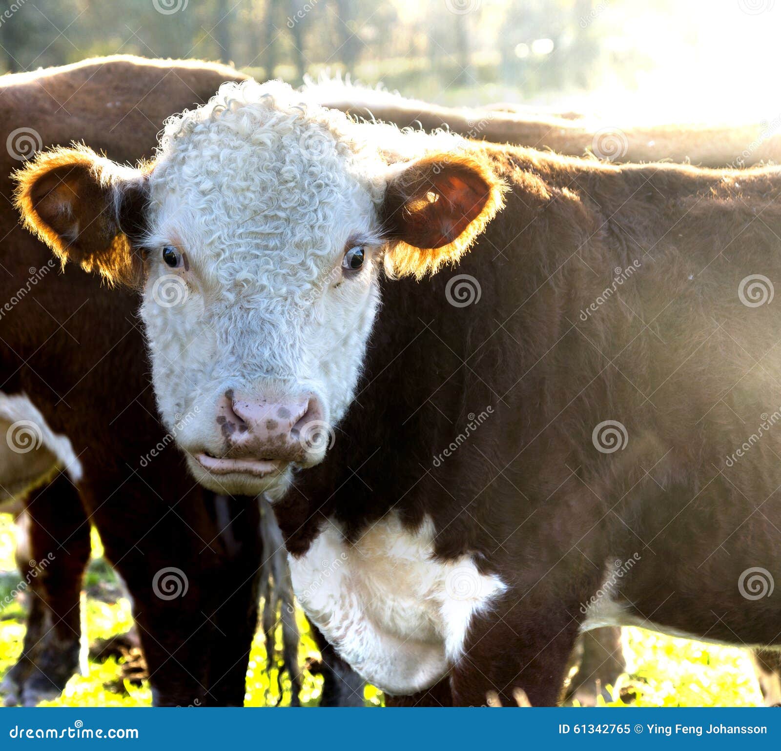 Cow with scared expression stock image. Image of animal - 61342765