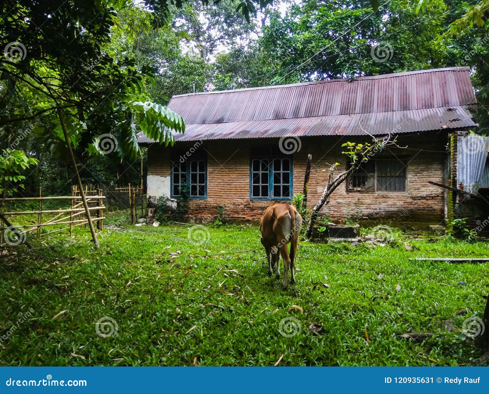 Cow in the scary house stock image. Image of house, dark - 120935631