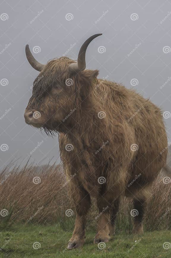 Cow in Scottland stock photo. Image of hairstyle, hairy - 165476988