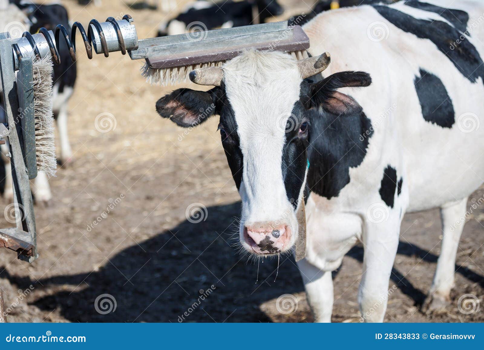 Cow scratches her head stock image. Image of black, eating - 28343833