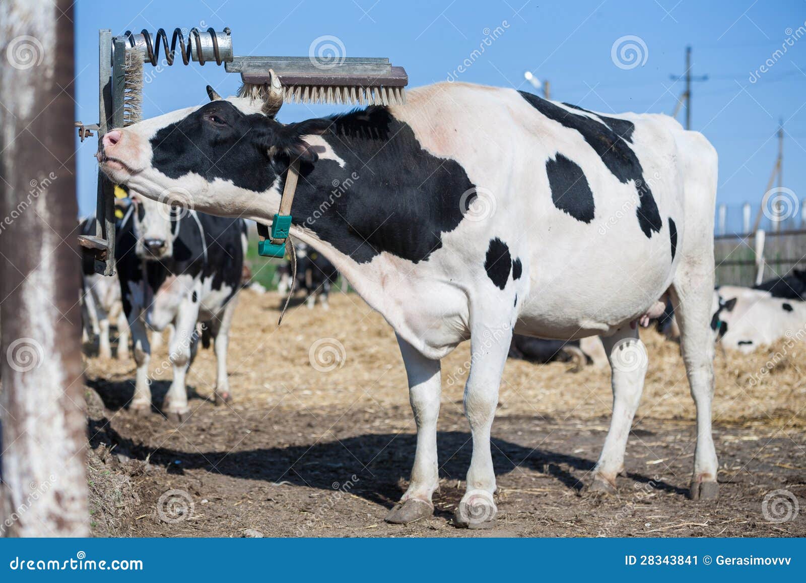 Cow scratches her head stock image. Image of agriculture - 28343841