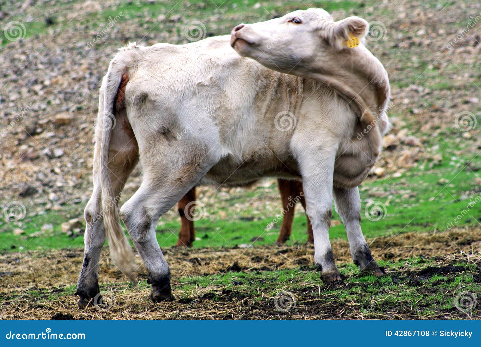 Cow scratching stock photo. Image of farm, bovine, reach - 42867108