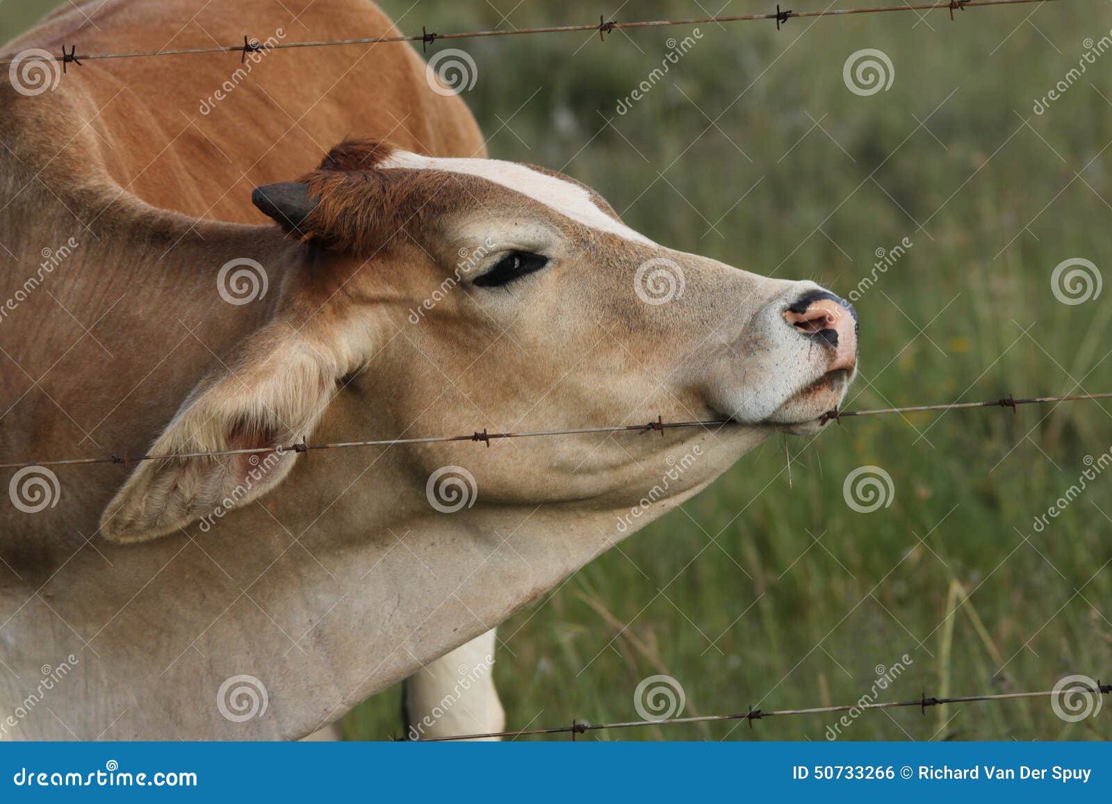 Cow Scratching Its Chin on a Fence Stock Photo - Image of cattle ...