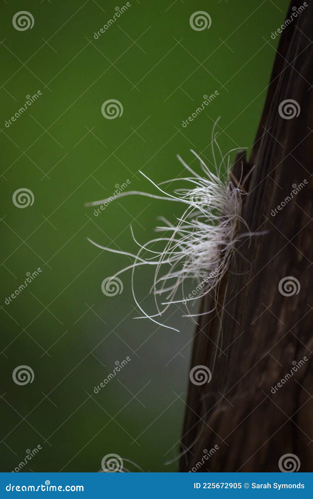 Cow scratching post stock image. Image of animal, green - 225672905