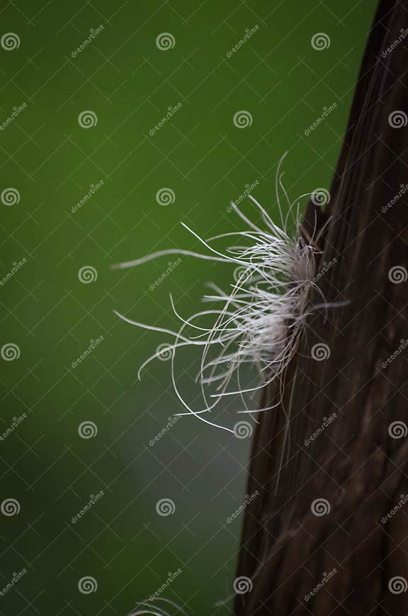 Cow scratching post stock image. Image of animal, green - 225672905