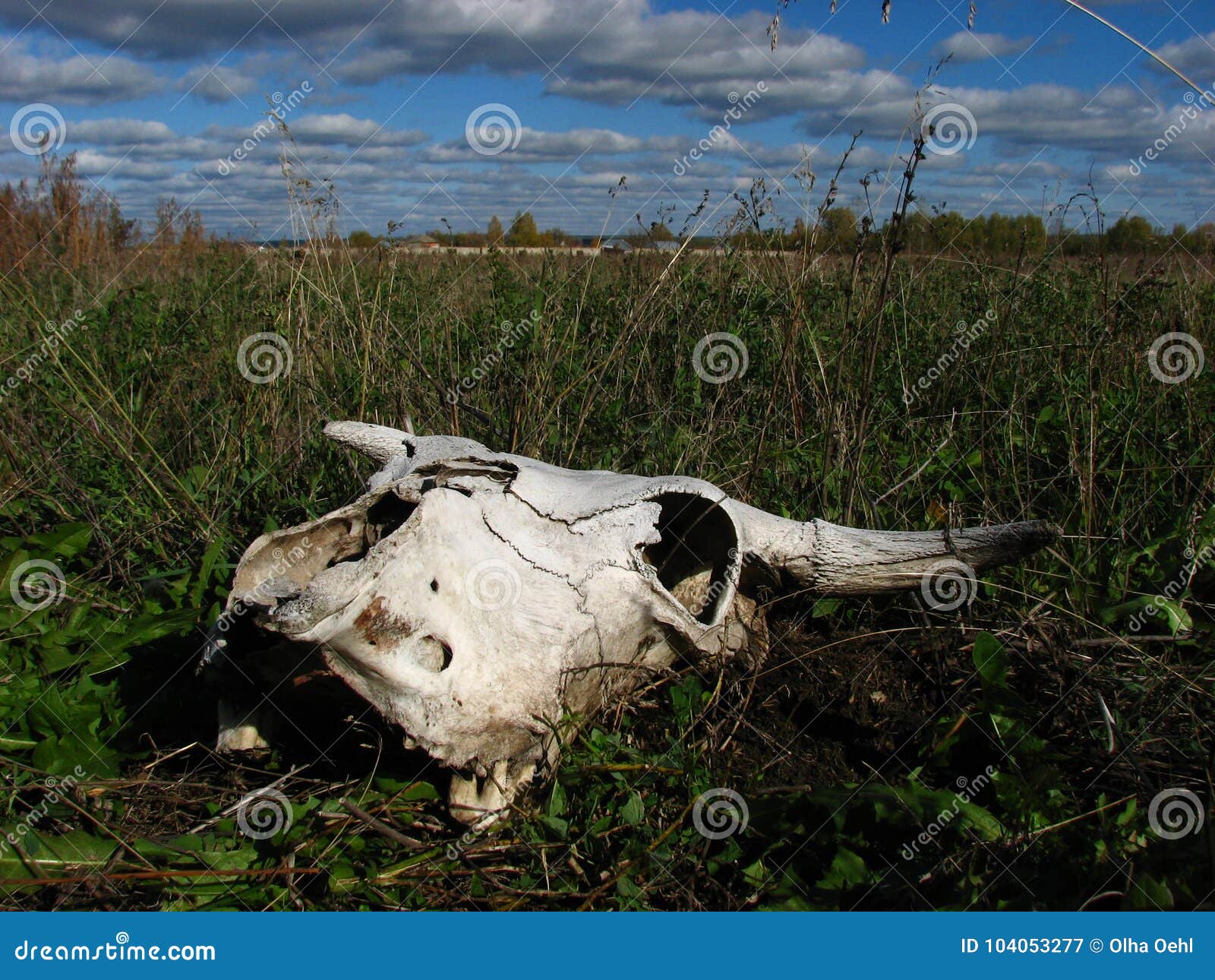 Cow scull on a field stock image. Image of travel, nature - 104053277