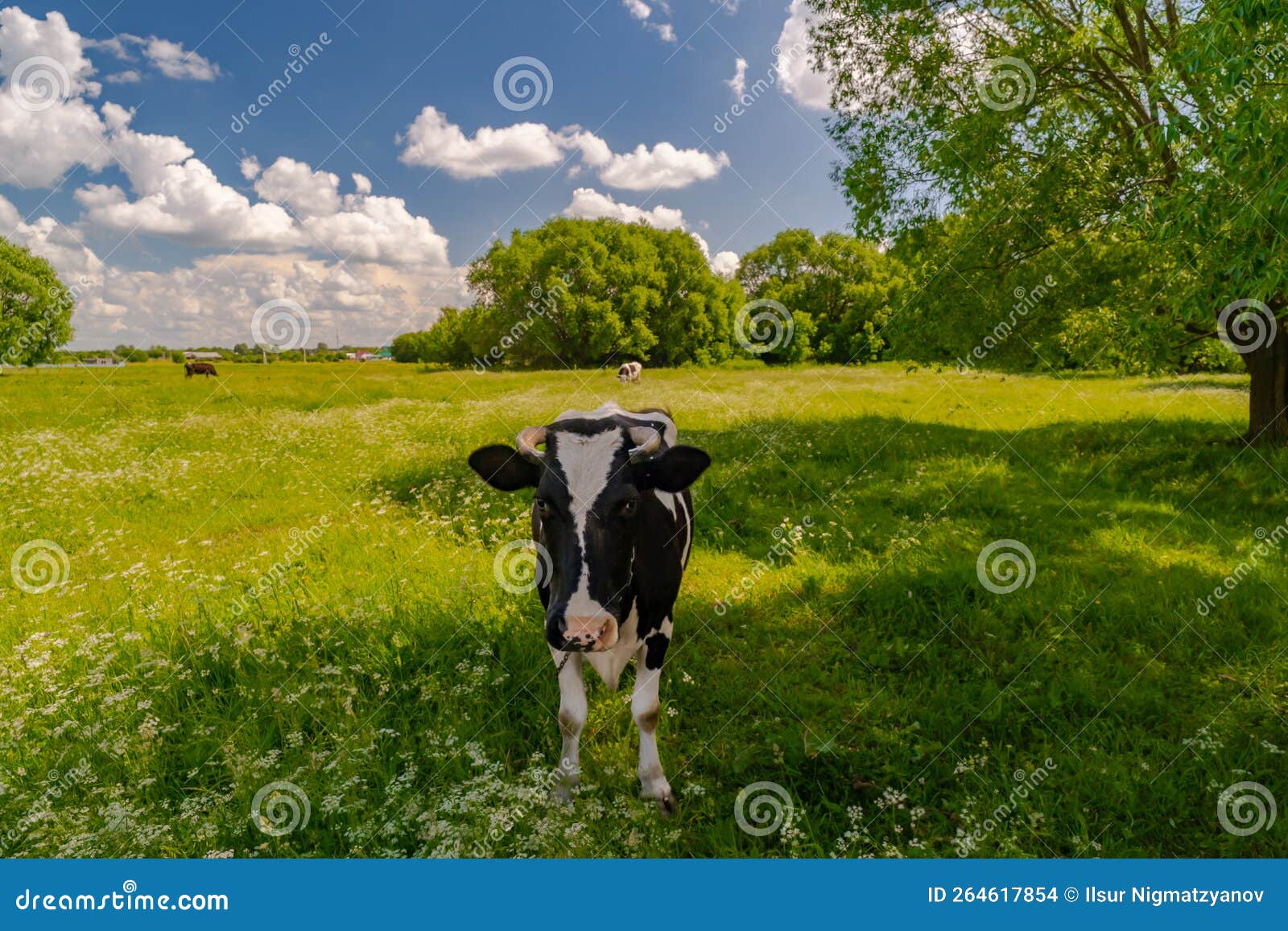 Cow in the Shade on the Grass Near the Trees Stock Photo - Image of ...