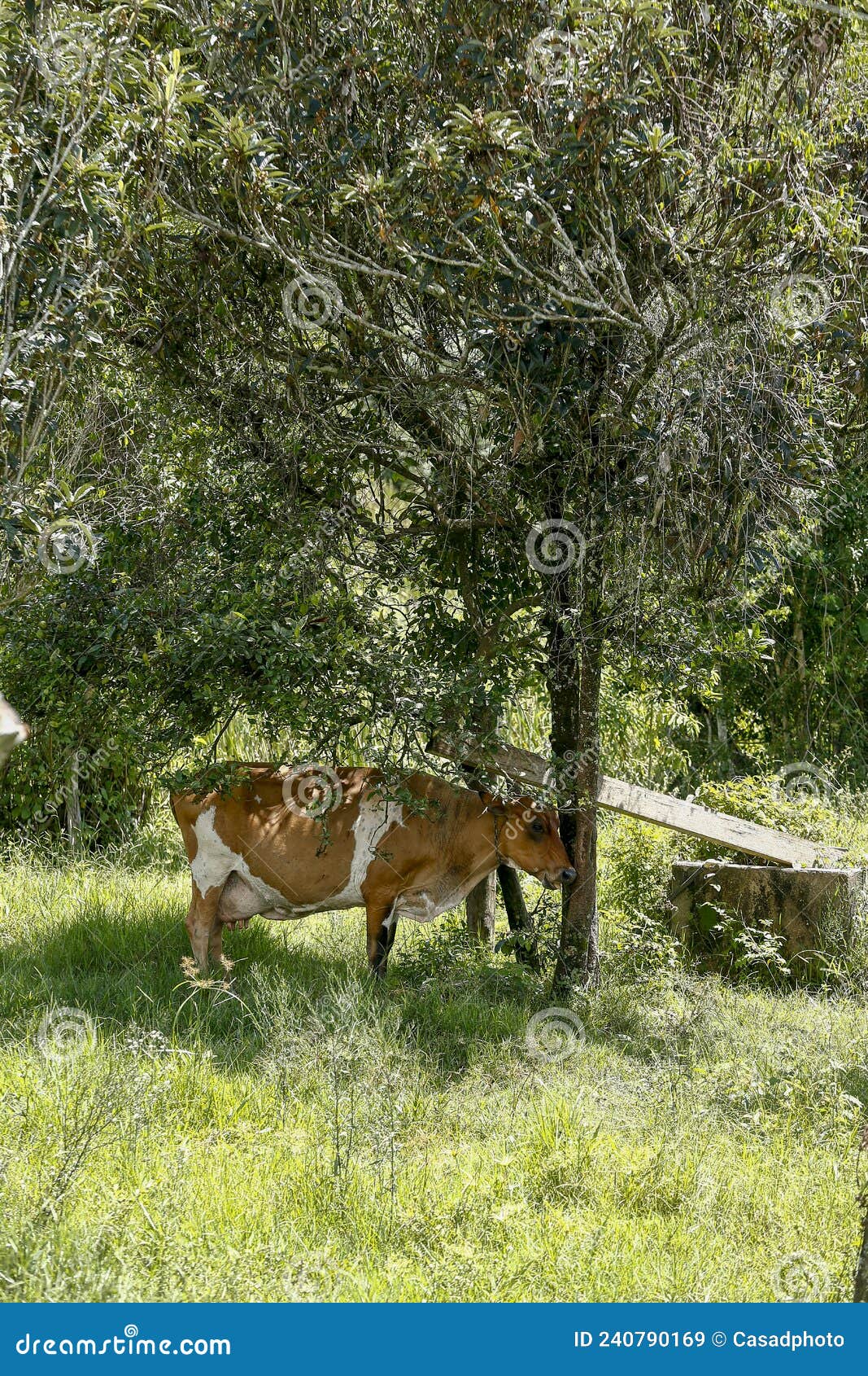 Cow in the Shade of the Tree Stock Image - Image of brazilian, mead ...