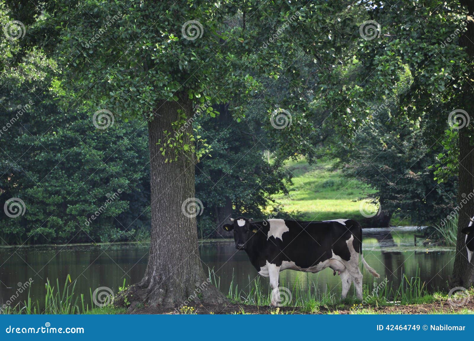 Cow in shades stock image. Image of pond, summer, shades - 42464749