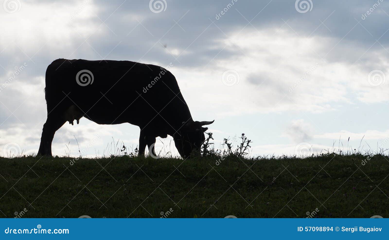 Cow shadow stock photo. Image of country, hills, dairy - 57098894