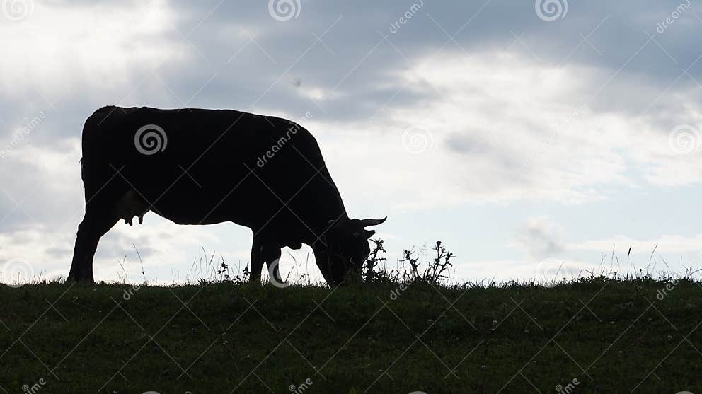 Cow shadow stock photo. Image of country, hills, dairy - 57098894